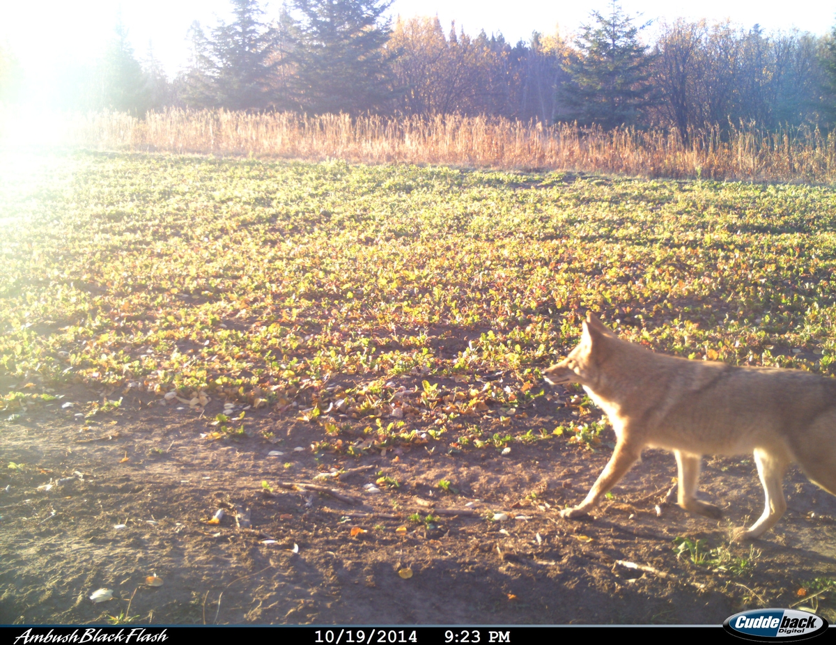 Northern Minnesota Hunts | Clearwater County Outfitters